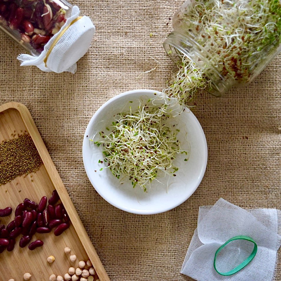 Faire des graines germées sans germoir. – Bee-greener. l Blog écolo et zéro déchet.